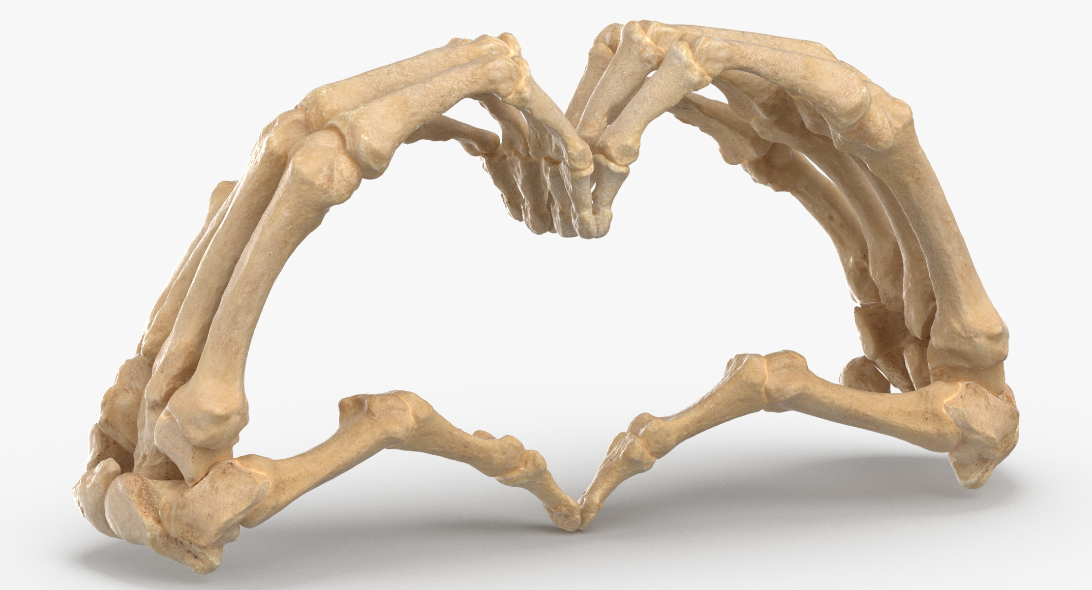 Human hand bones heart 3D model - TurboSquid 1608387