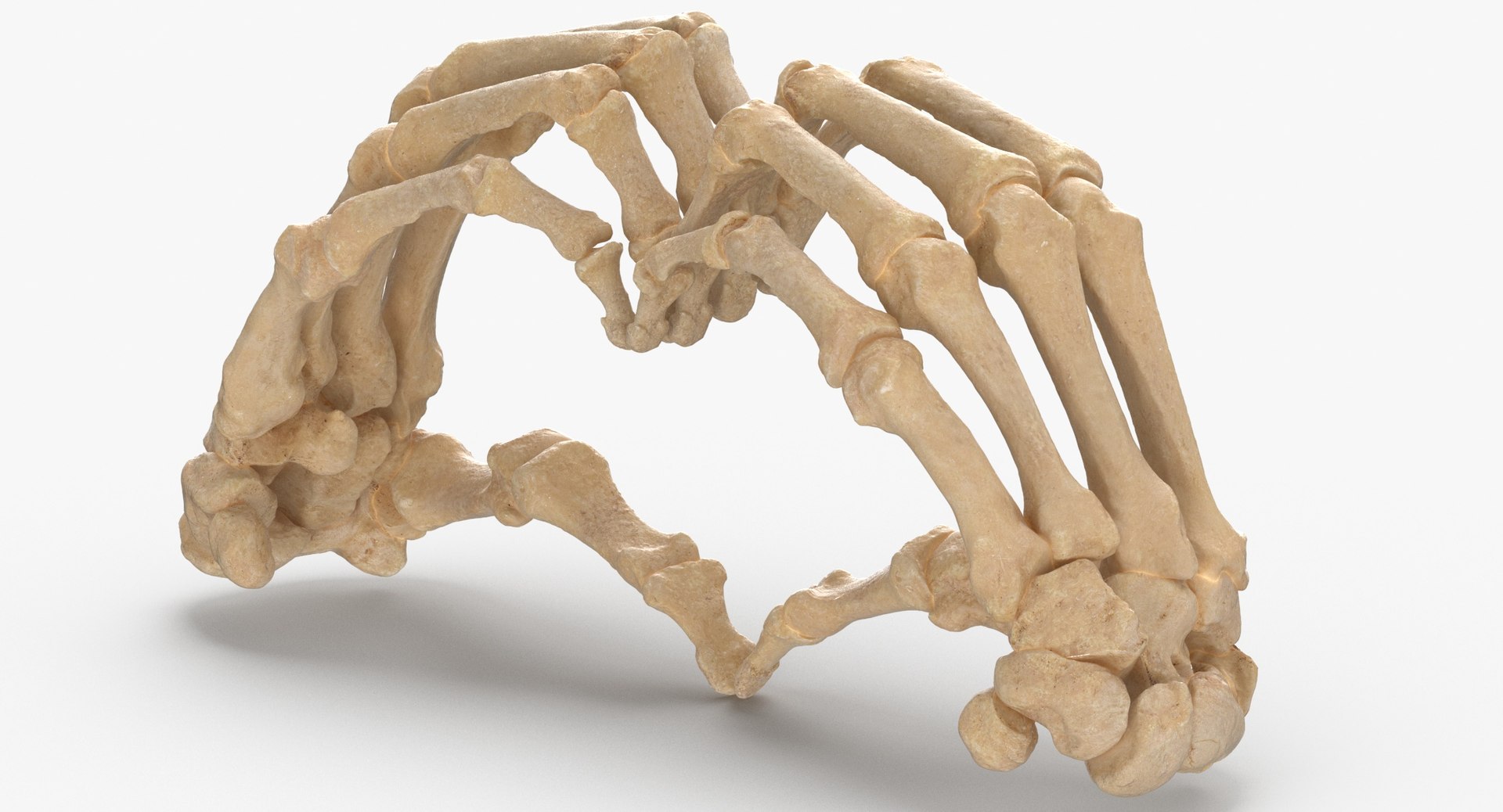 Human Hand Bones Heart 3D Model - TurboSquid 1608387