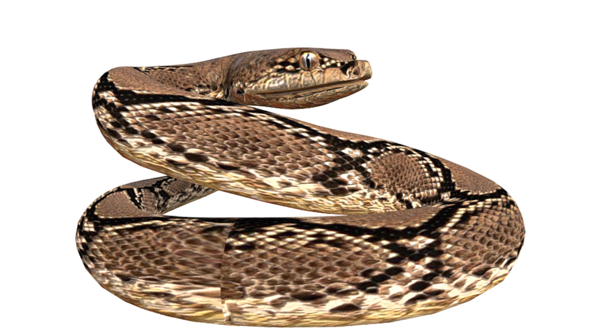 3D RattleSnake Model - TurboSquid 2149432