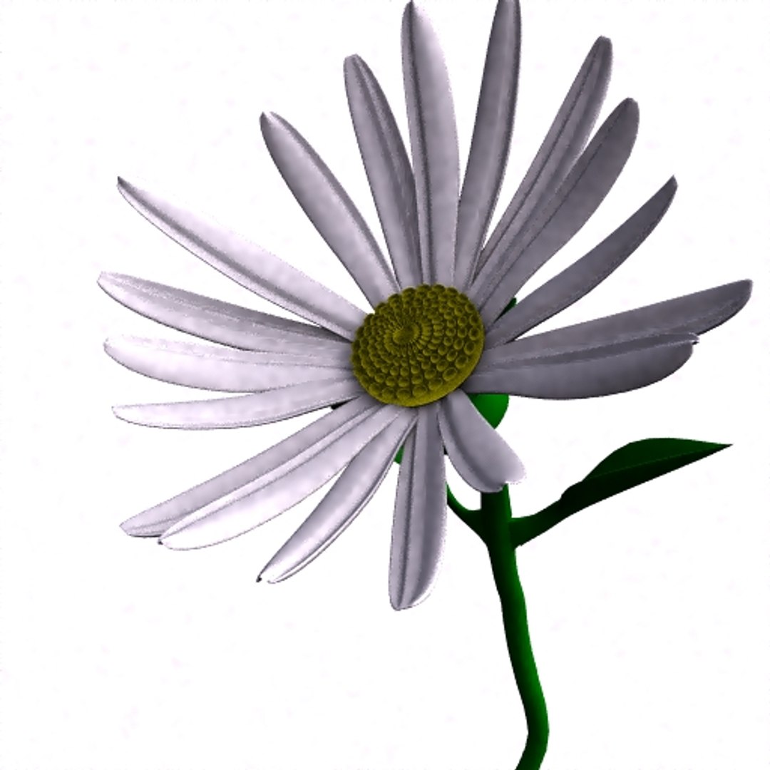 Daisy Flower 3d Model