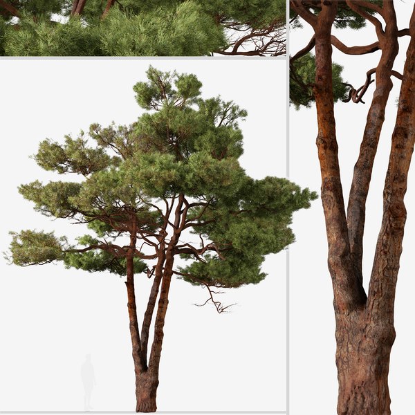 Set of Aleppo Pine or Pinus halepensis Tree 3D model - TurboSquid 1969073