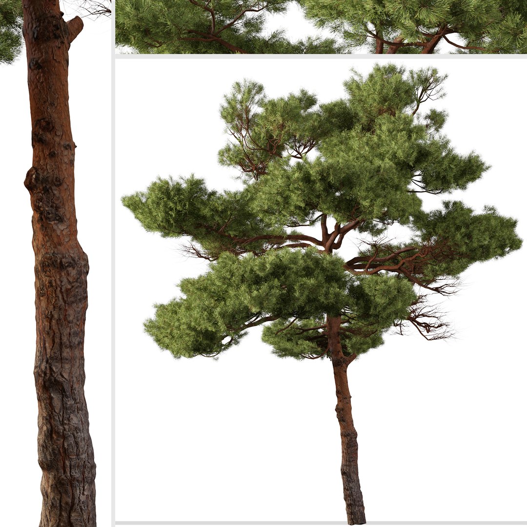 Set Of Aleppo Pine Or Pinus Halepensis Tree 3D Model - TurboSquid 1969073