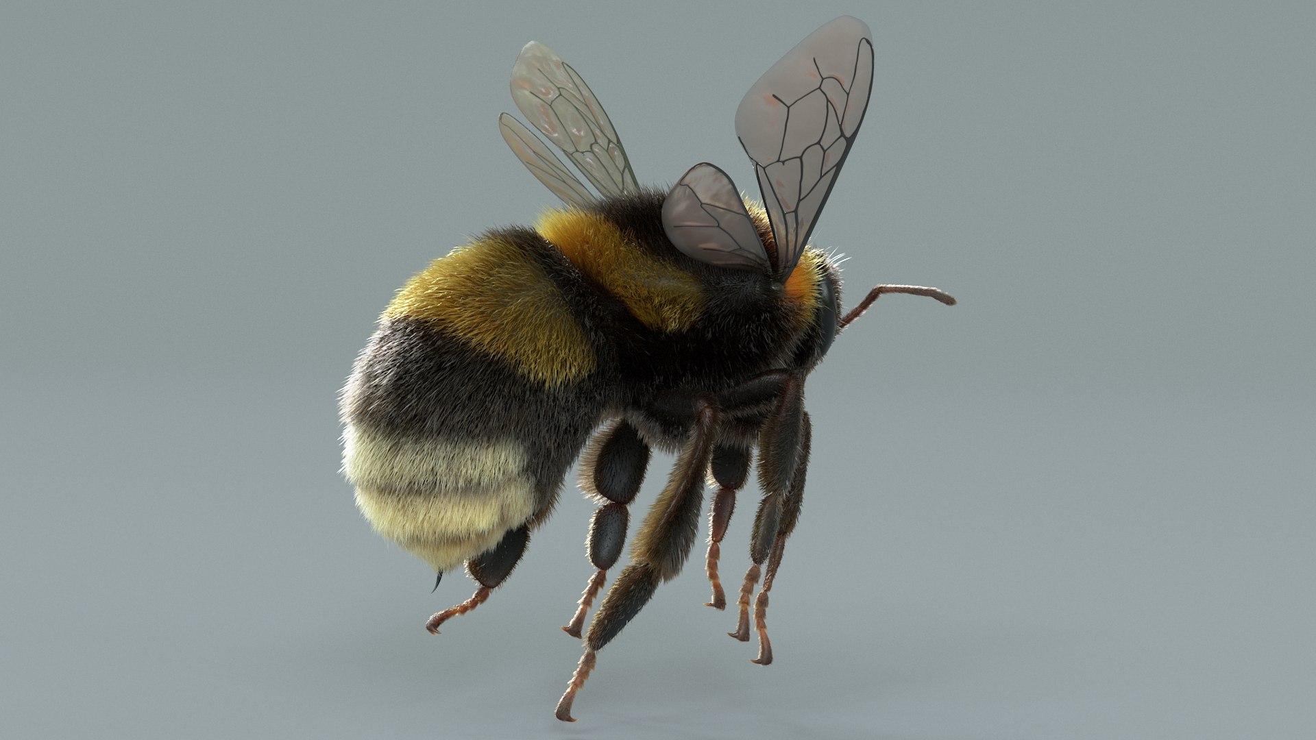 Bumblebee Rigged Xgen 3D Model - TurboSquid 2242065