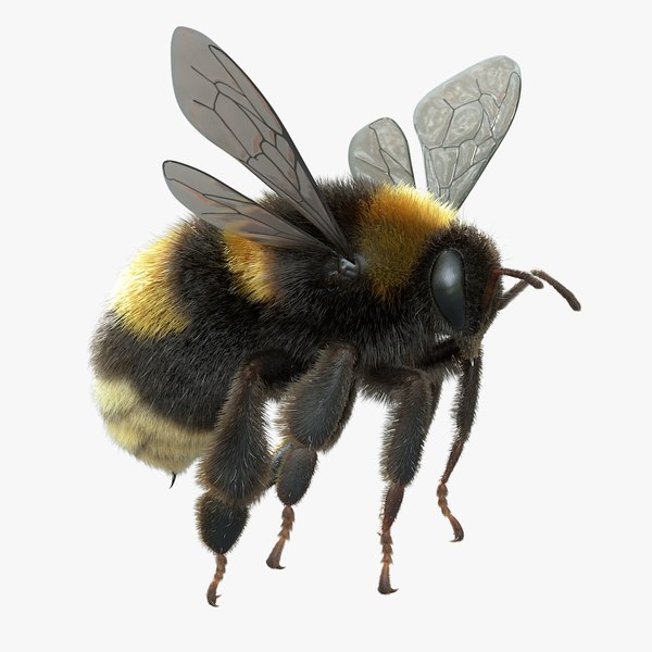 3D Bumblebee Models | TurboSquid