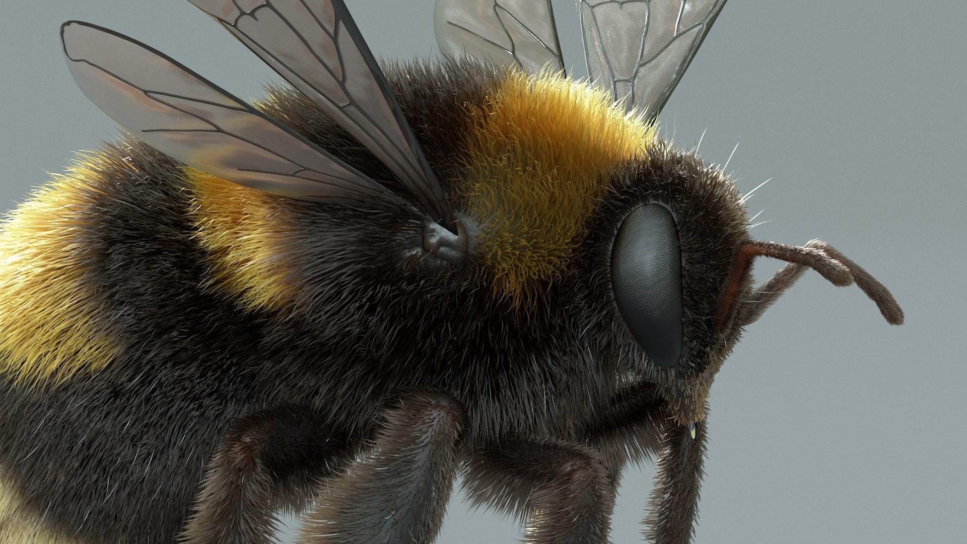 Bumblebee Rigged Xgen 3D Model - TurboSquid 2242065