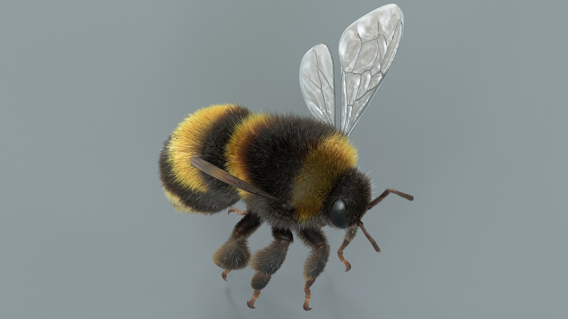 Bumblebee Rigged Xgen 3D Model - TurboSquid 2242065