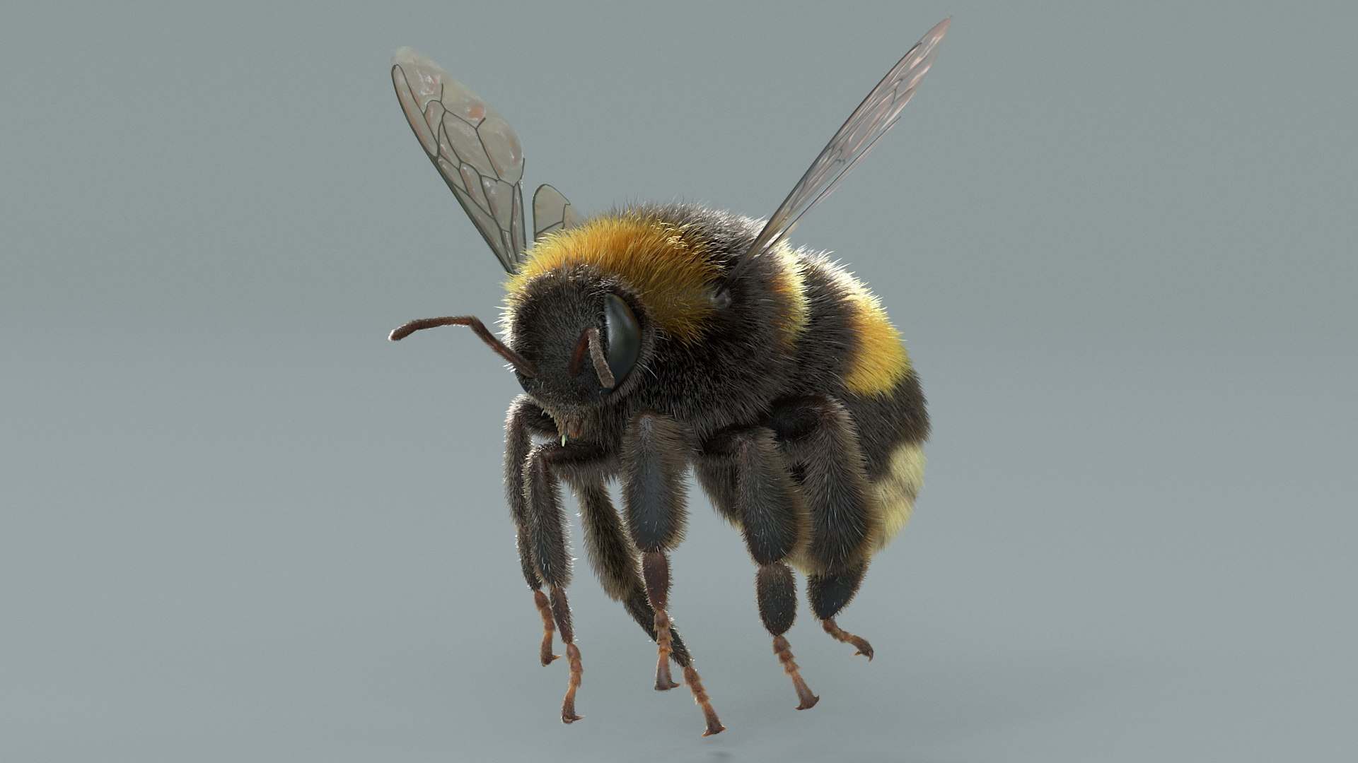 Bumblebee Rigged Xgen 3D Model - TurboSquid 2242065