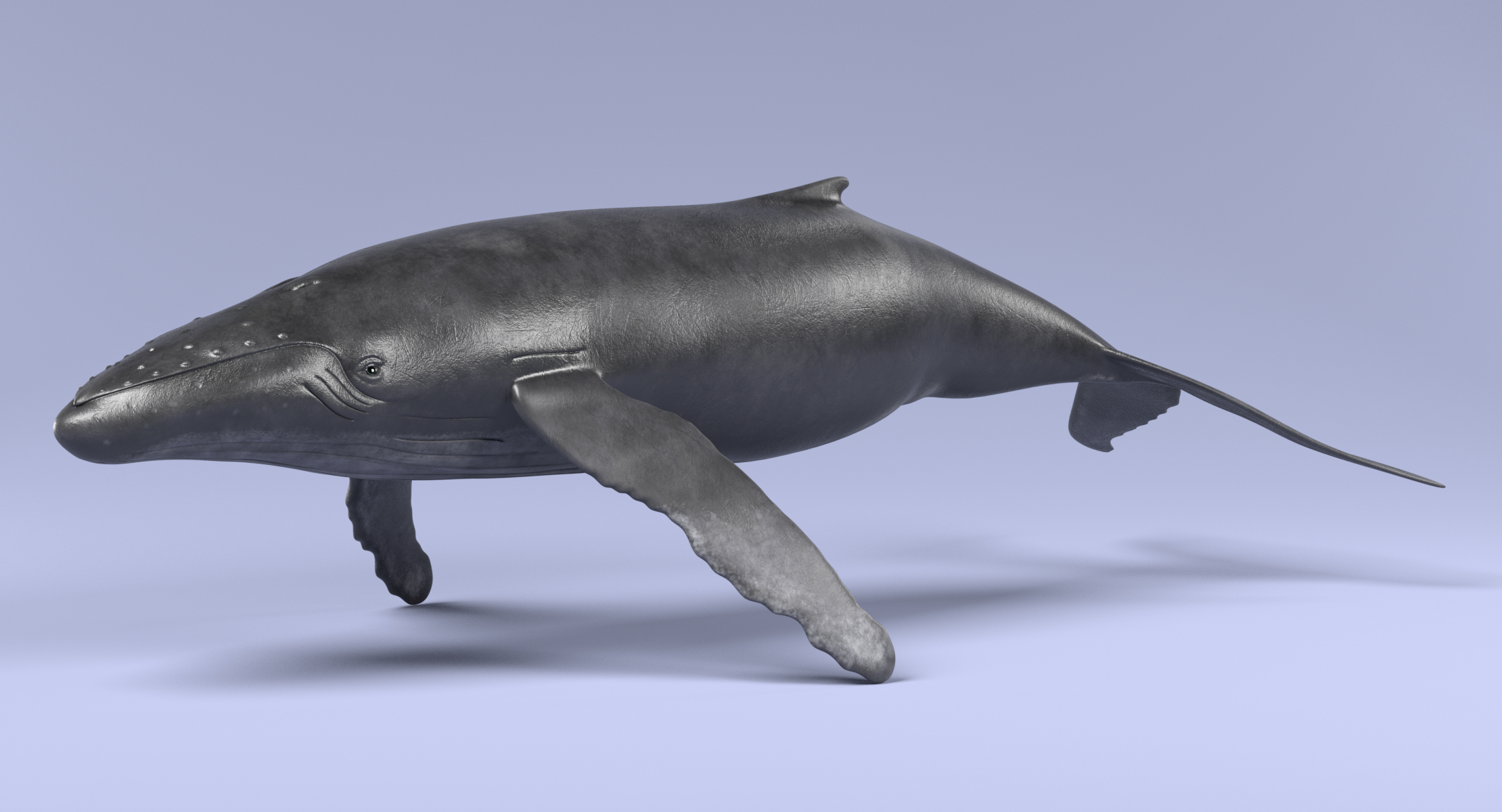 3D humpback whale - TurboSquid 1172301