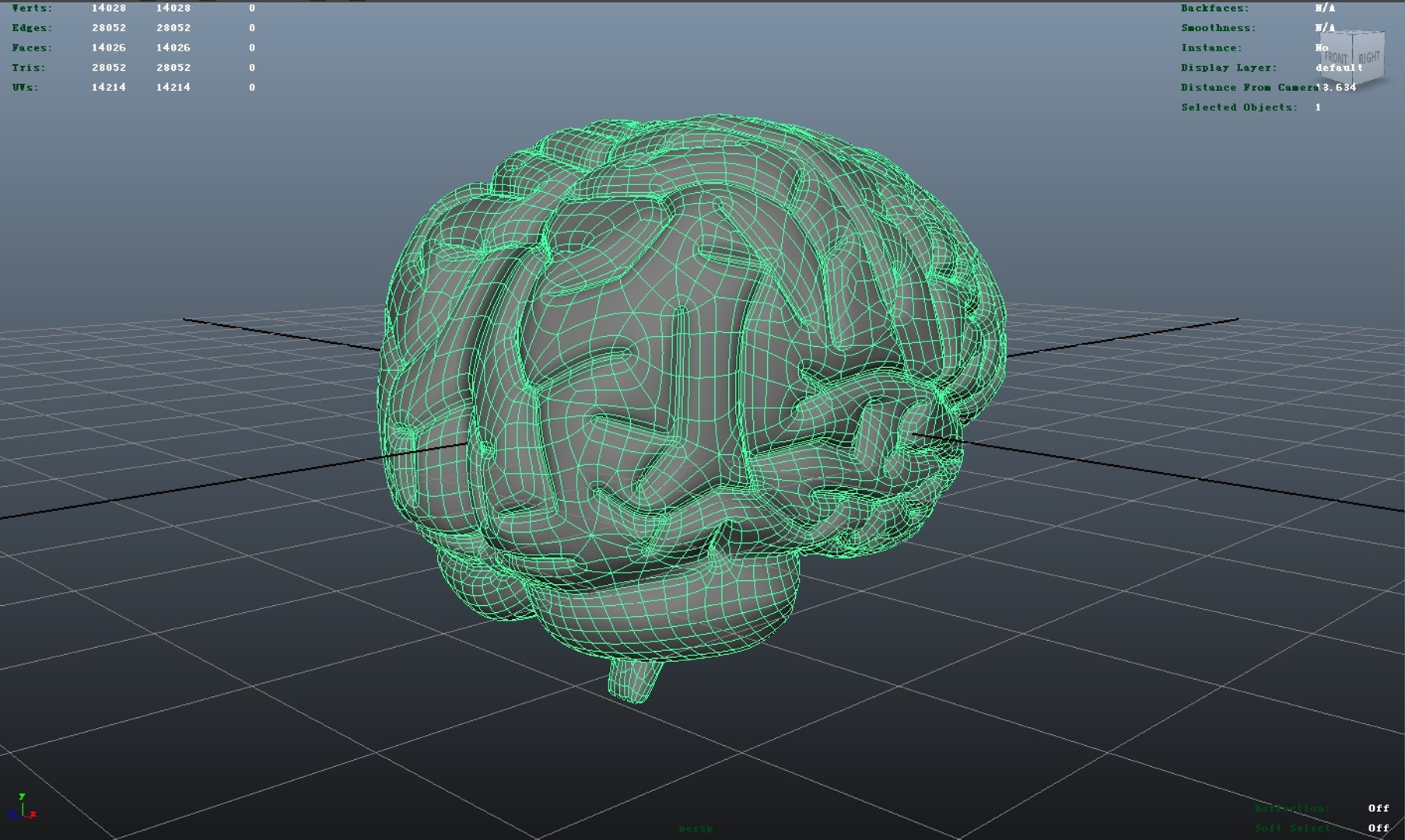 3d Model Brain