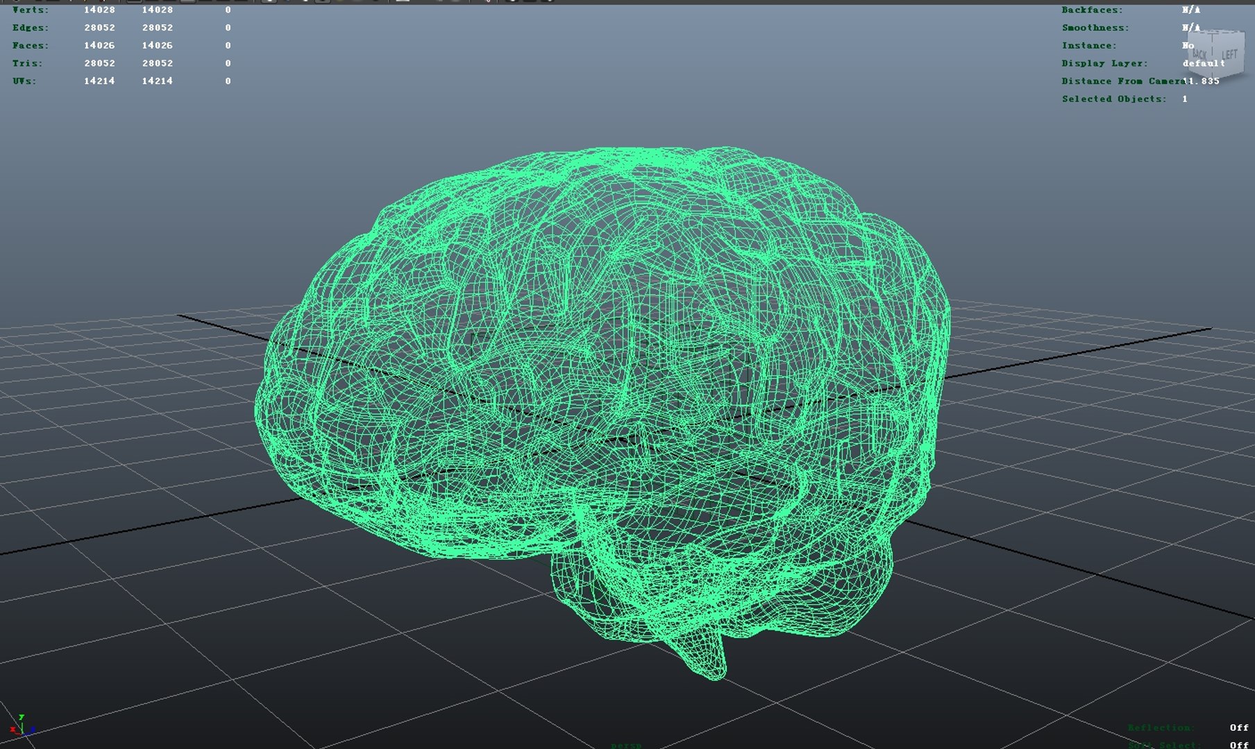 3d Model Brain