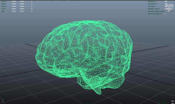 3d model brain