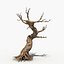3d Scary Tree Dry Model