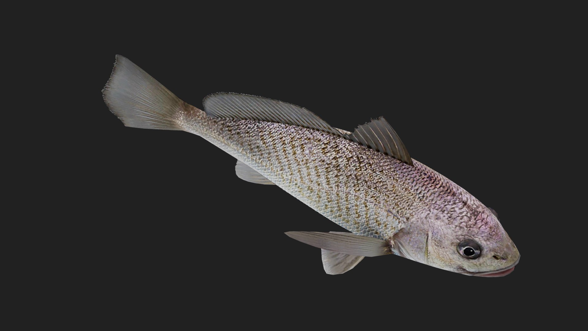 Bass Fish Model - TurboSquid 2122928