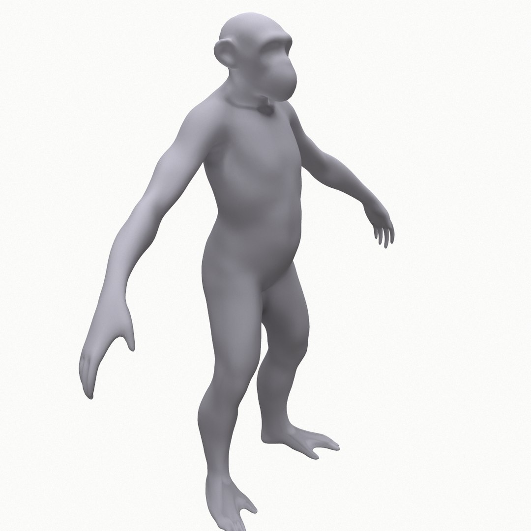 Base Mesh Primate 3D - TurboSquid 1403019