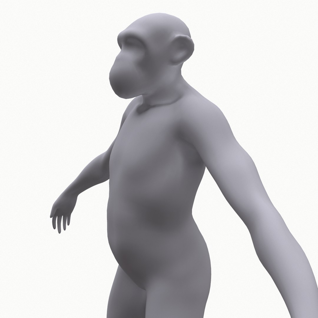 Base Mesh Primate 3D - TurboSquid 1403019