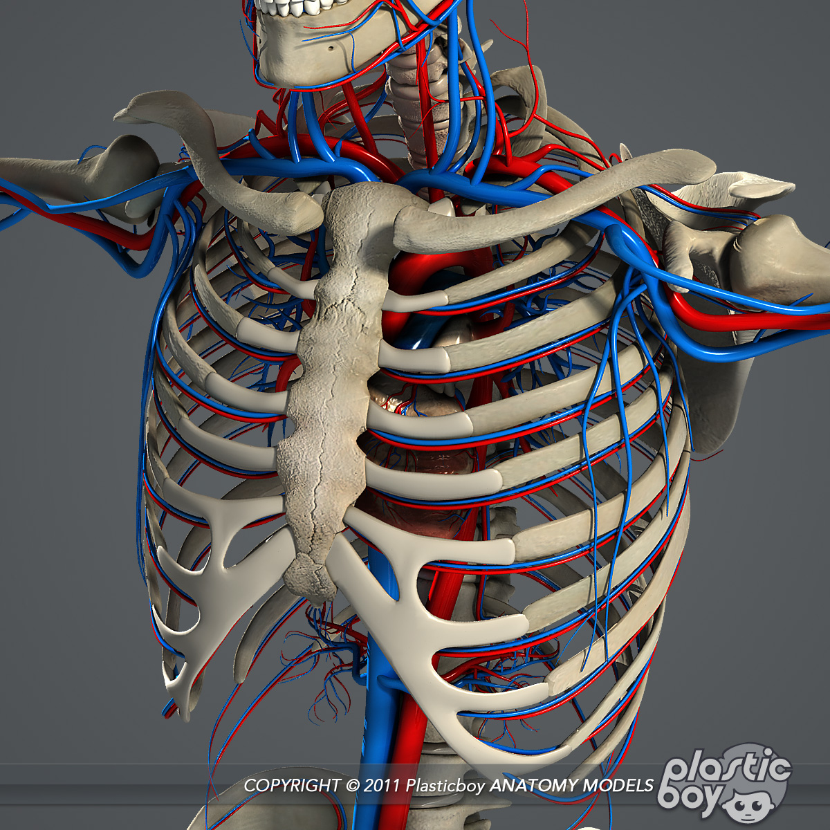 circulatory skeletal systems anatomy heart 3d model