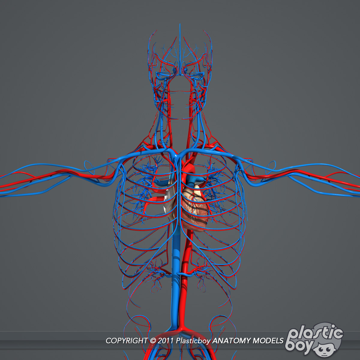 circulatory skeletal systems anatomy heart 3d model