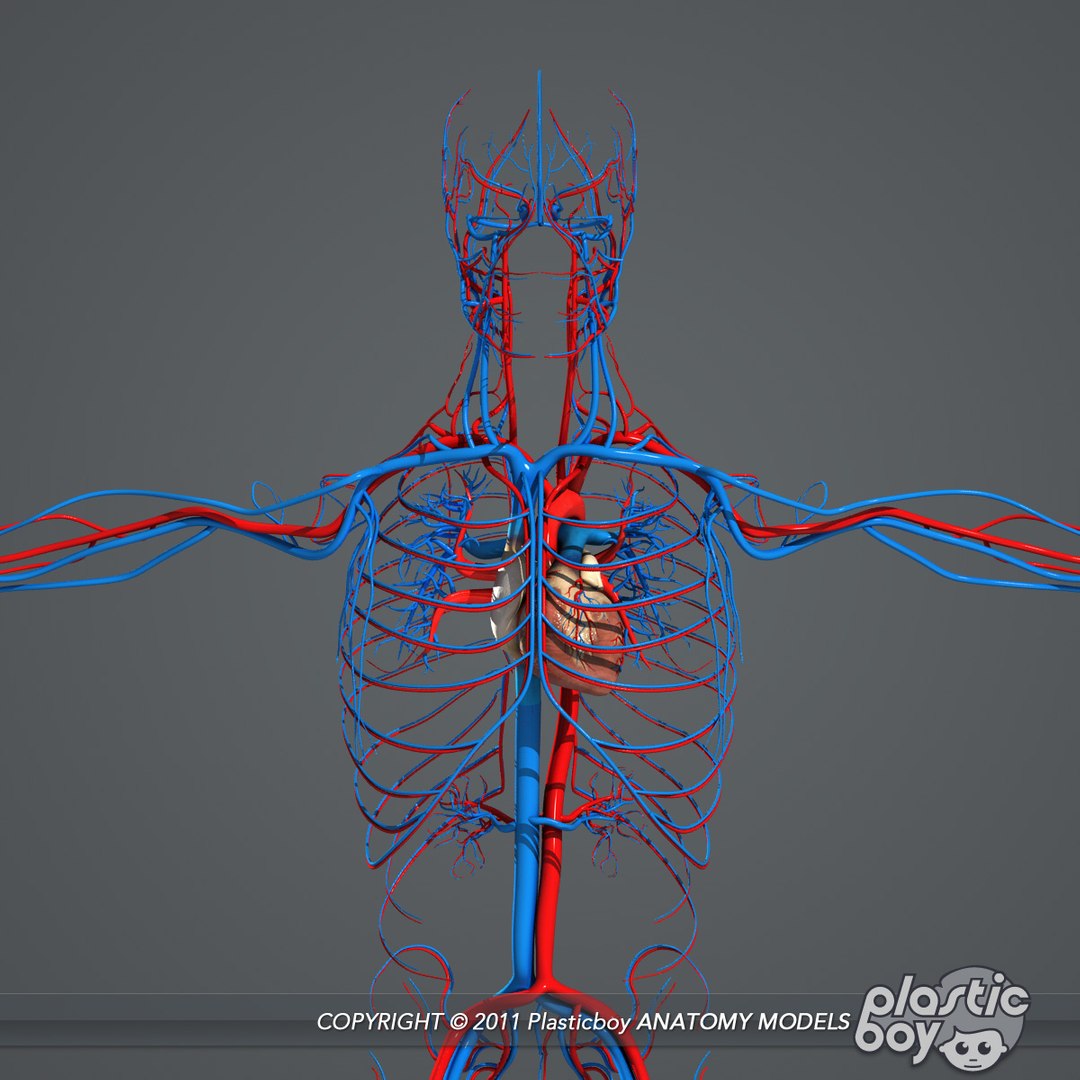 circulatory skeletal systems anatomy heart 3d model