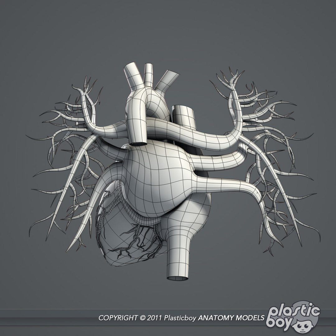 circulatory skeletal systems anatomy heart 3d model