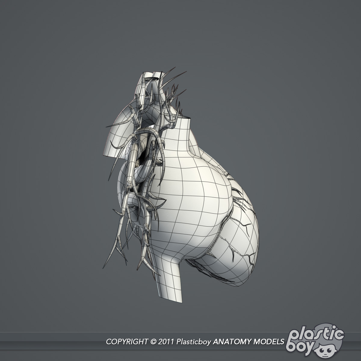 circulatory skeletal systems anatomy heart 3d model