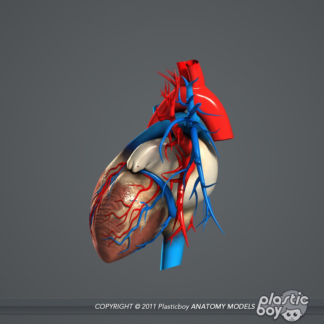 Circulatory Skeletal Systems Anatomy Heart 3d Model