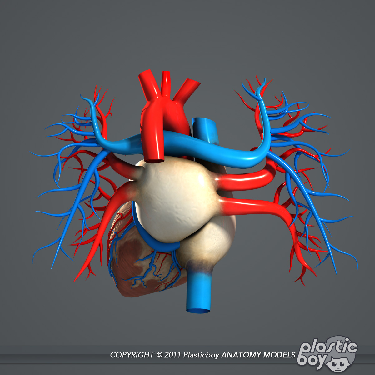circulatory skeletal systems anatomy heart 3d model