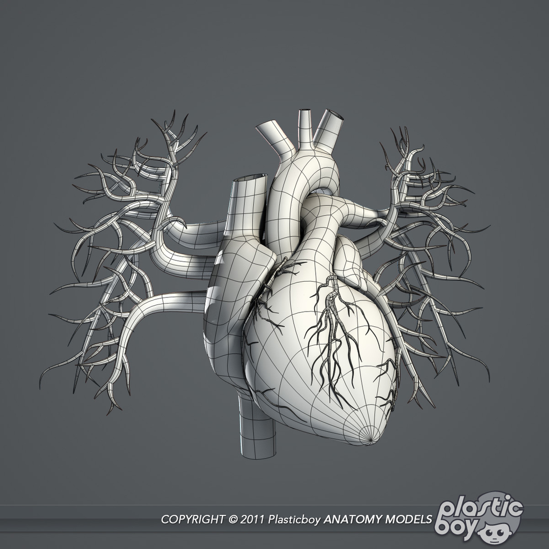 circulatory skeletal systems anatomy heart 3d model