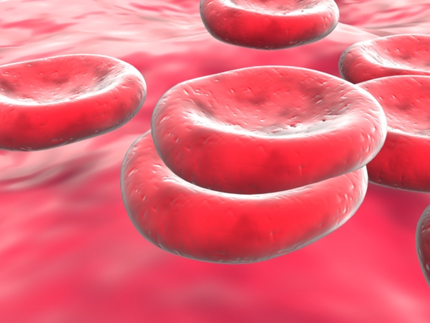 3d Model Blood Cells