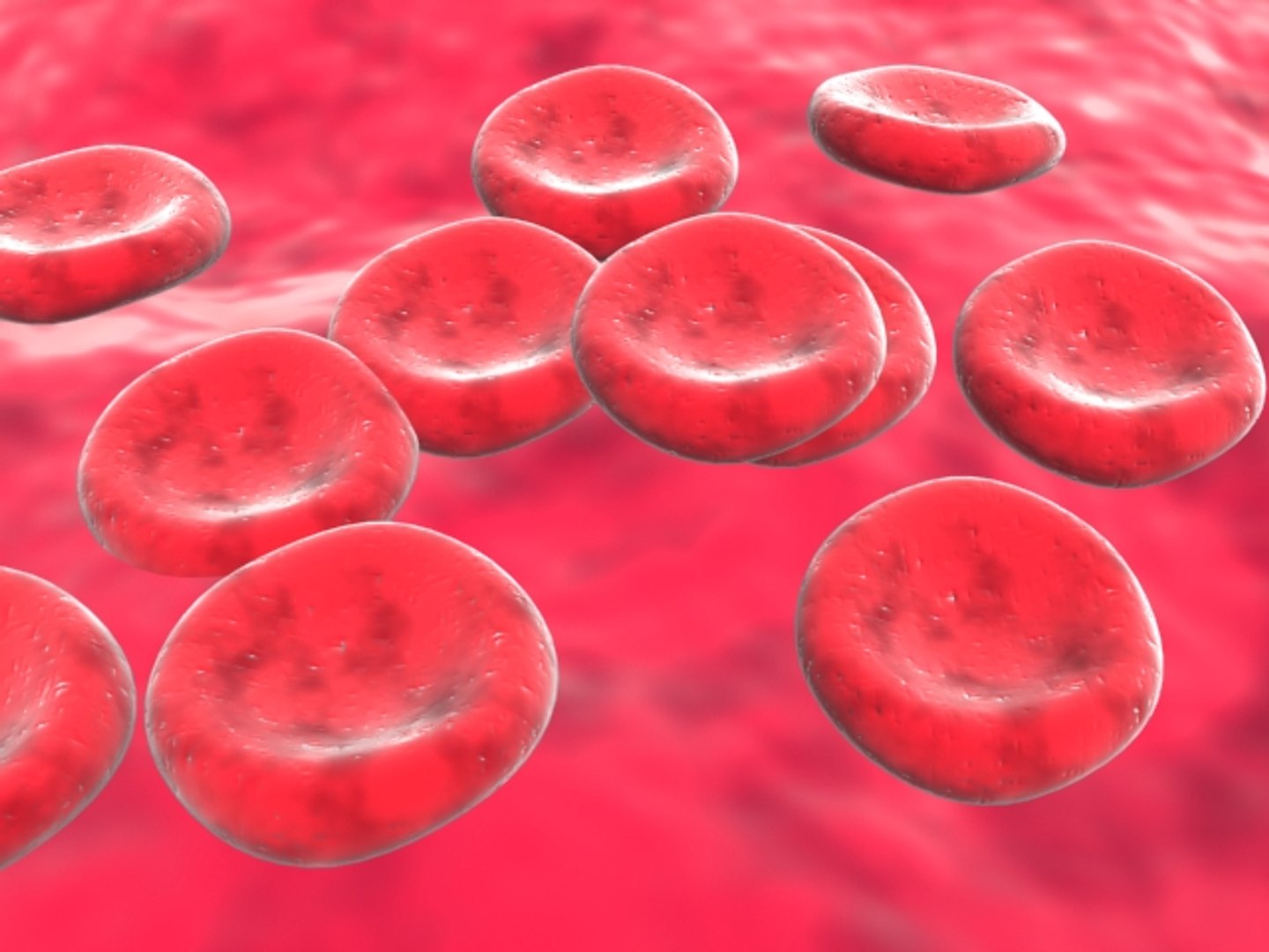 3d Model Blood Cells