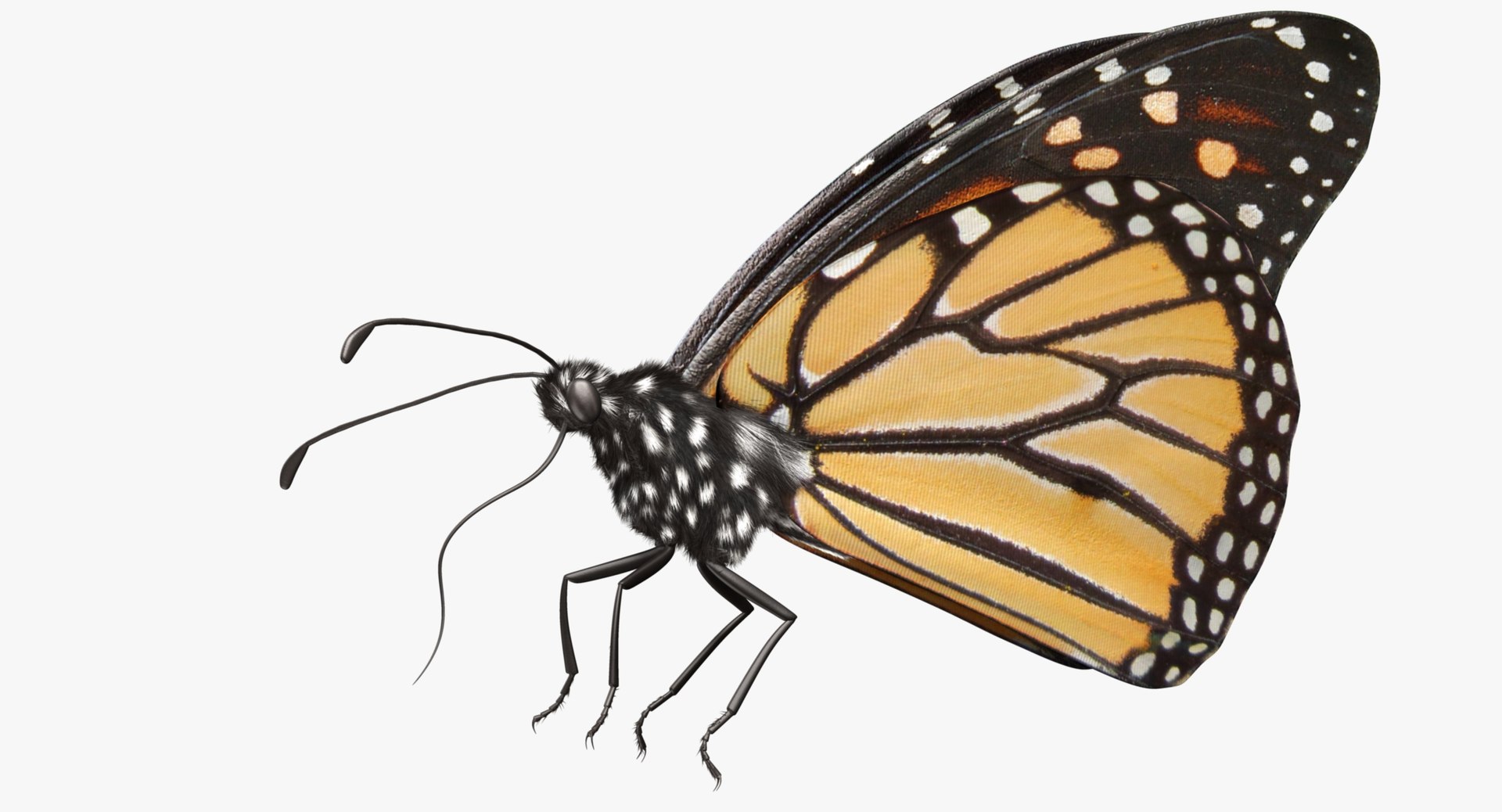 3d Danaus Plexippus Monarch Butterfly