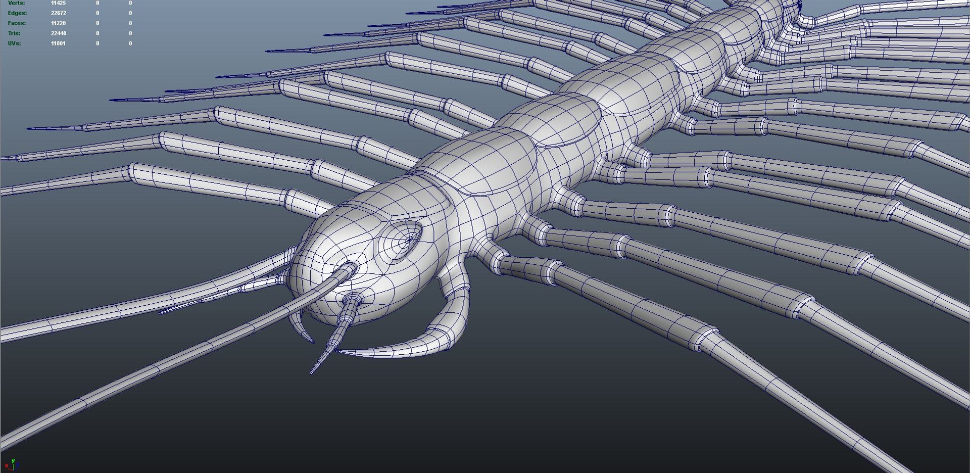 3d model scutigera species house