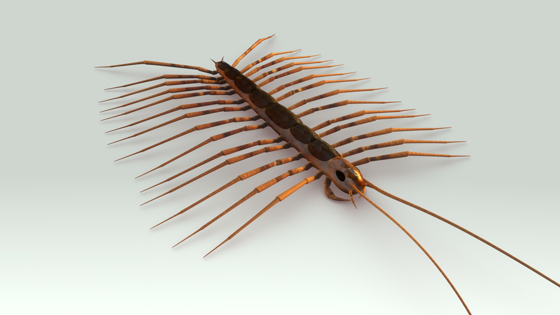 3d model scutigera species house