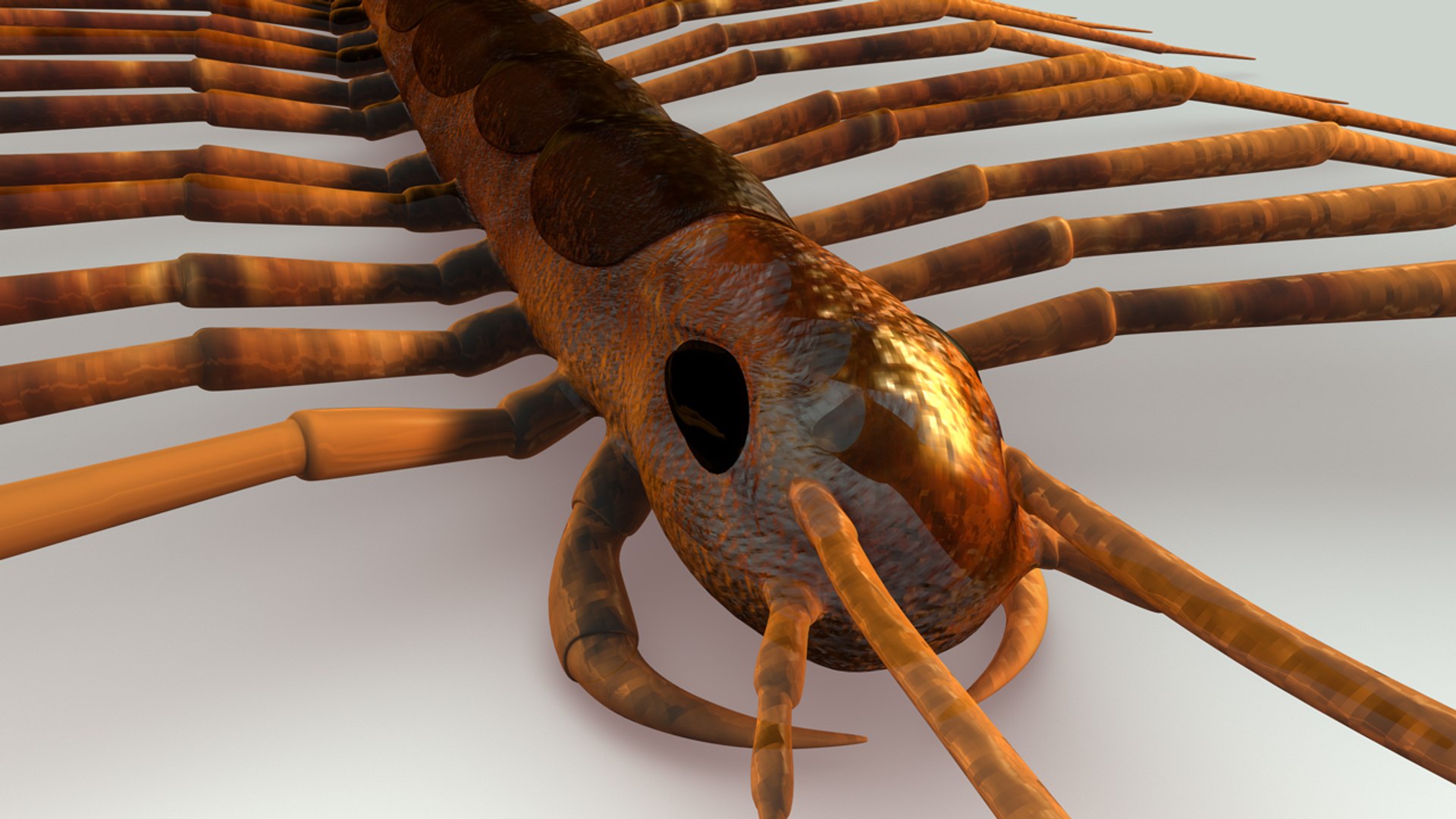 3d model scutigera species house