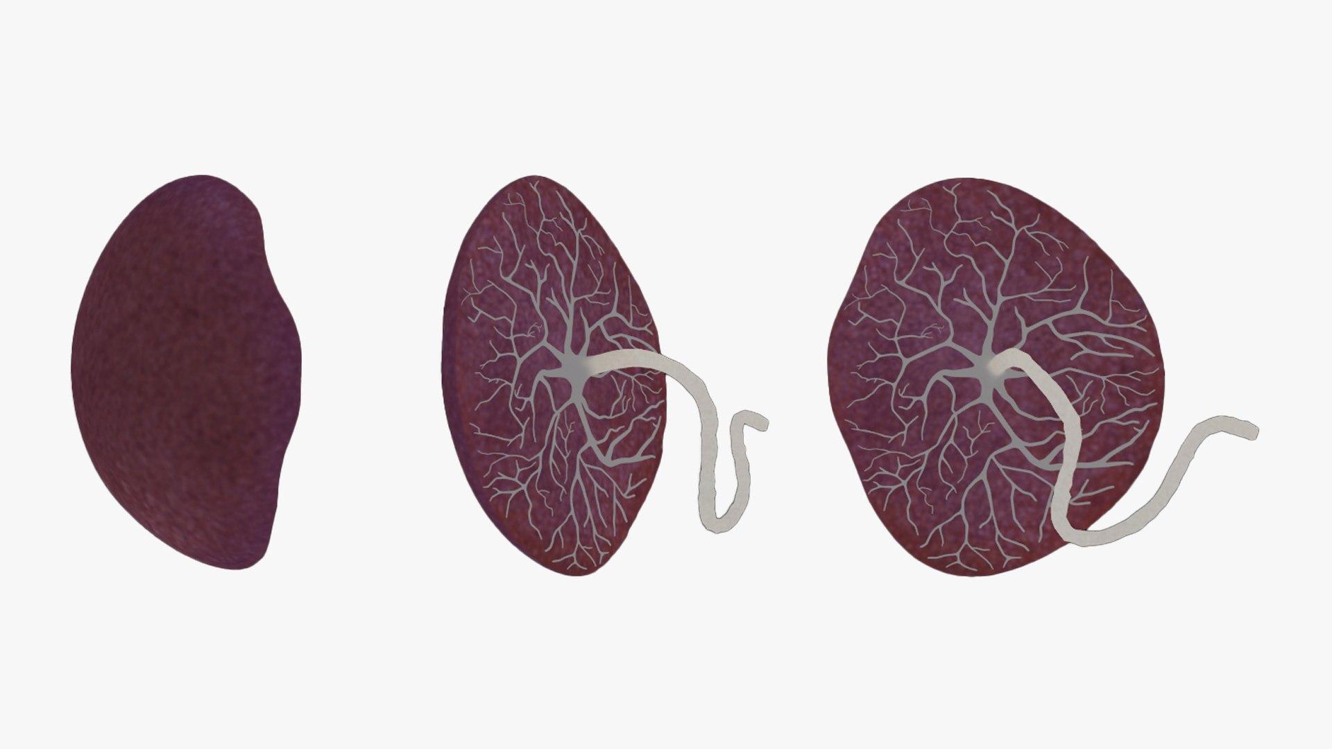 Placenta Anatomy Model - TurboSquid 2079773