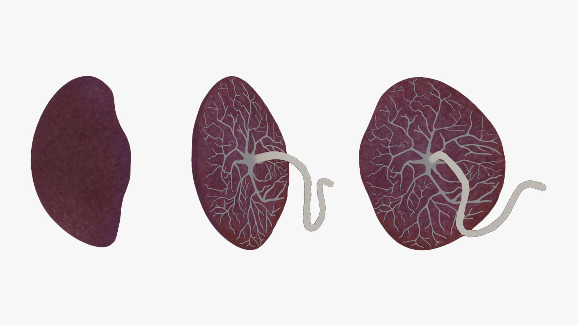 modelo 3d Placenta Anatomy - TurboSquid 2079773