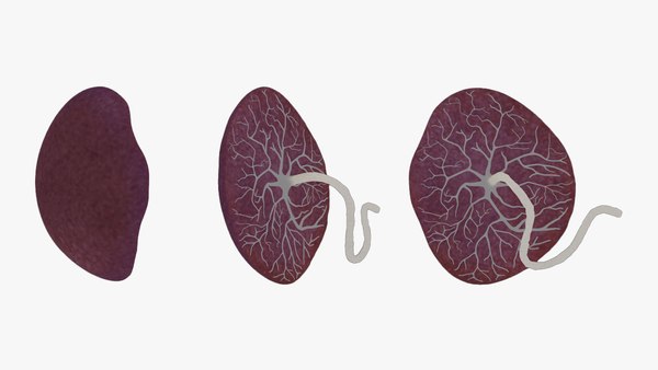 modelo 3d Anatomía de la placenta - TurboSquid 2079773