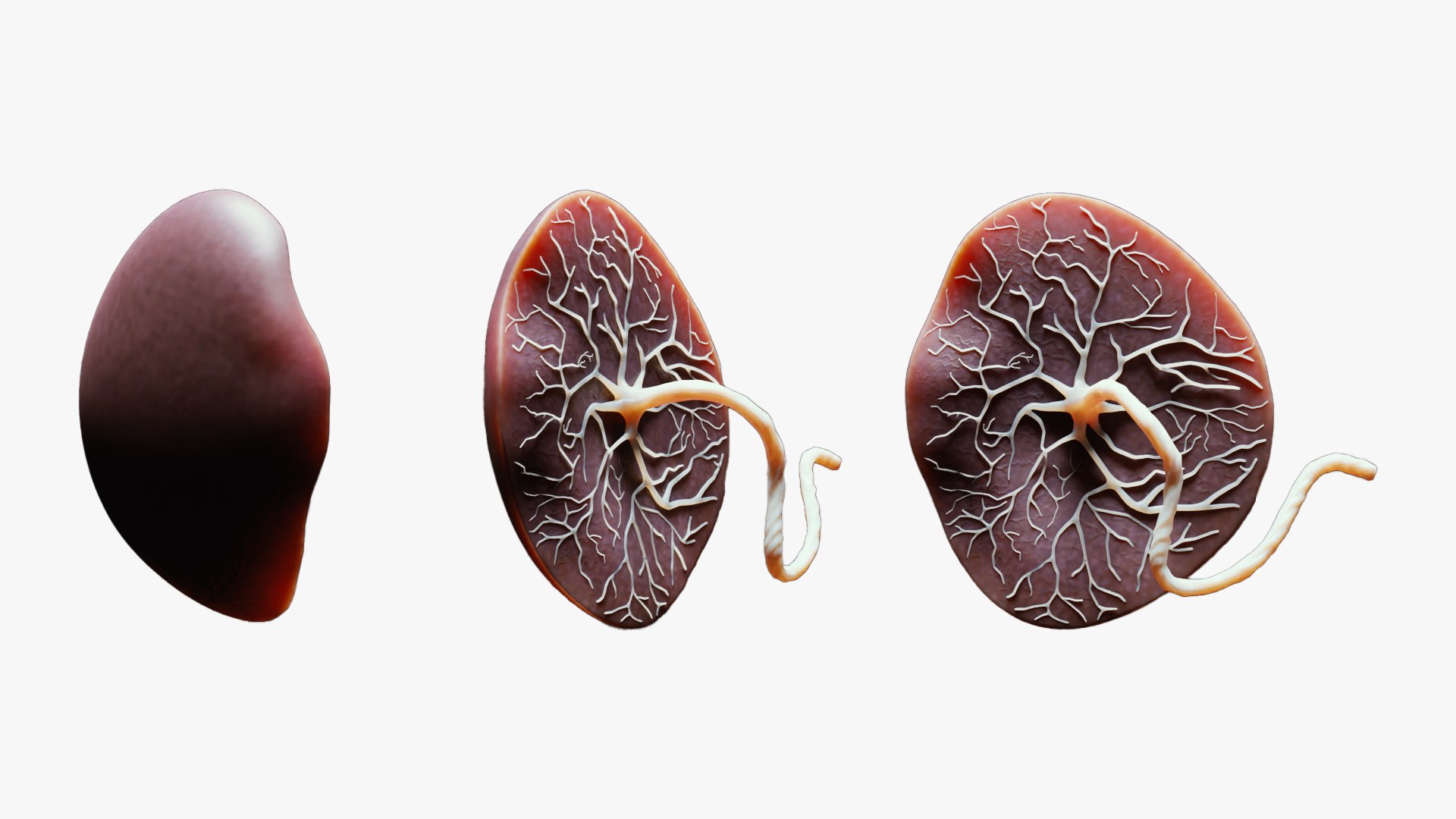 Placenta Anatomy Model - TurboSquid 2079773