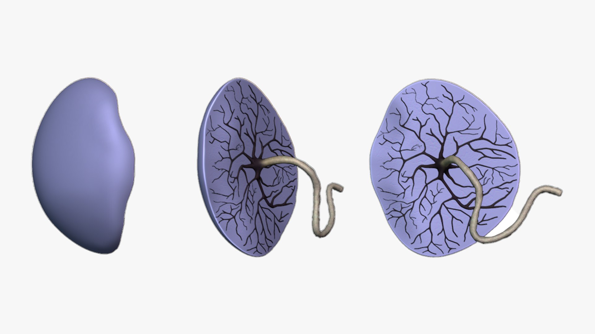 Placenta Anatomy Model - TurboSquid 2079773