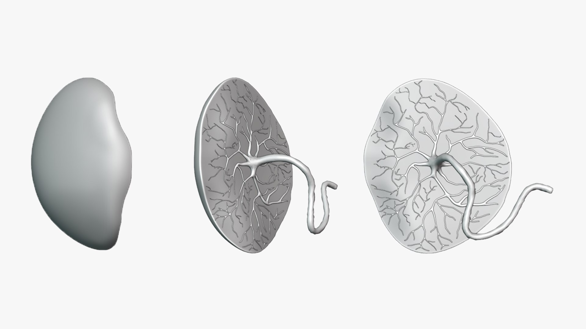 Placenta Anatomy Model - TurboSquid 2079773