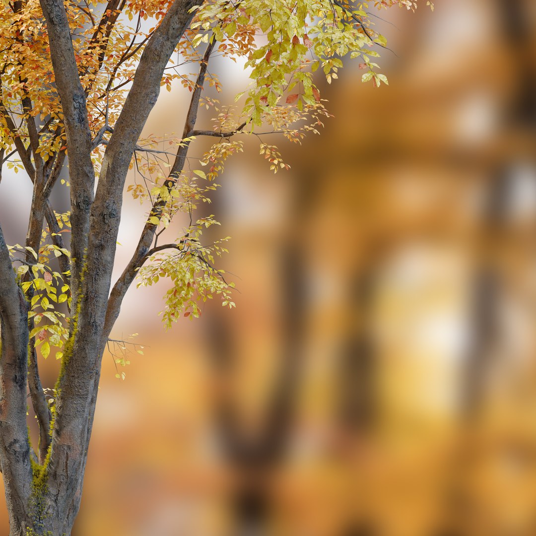 Autumn American beech 3D model - TurboSquid 1937764