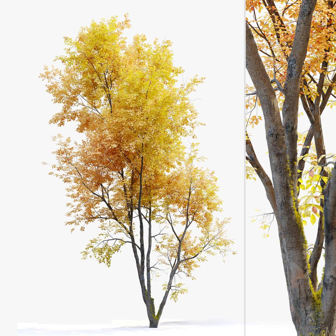 Autumn American beech 3D model - TurboSquid 1937764