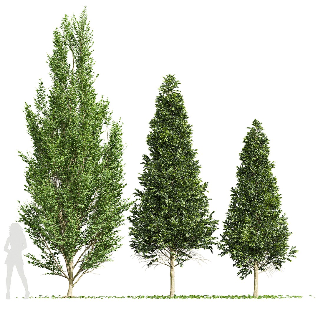 Carpinus Betulus 02 3D Model - TurboSquid 2149976