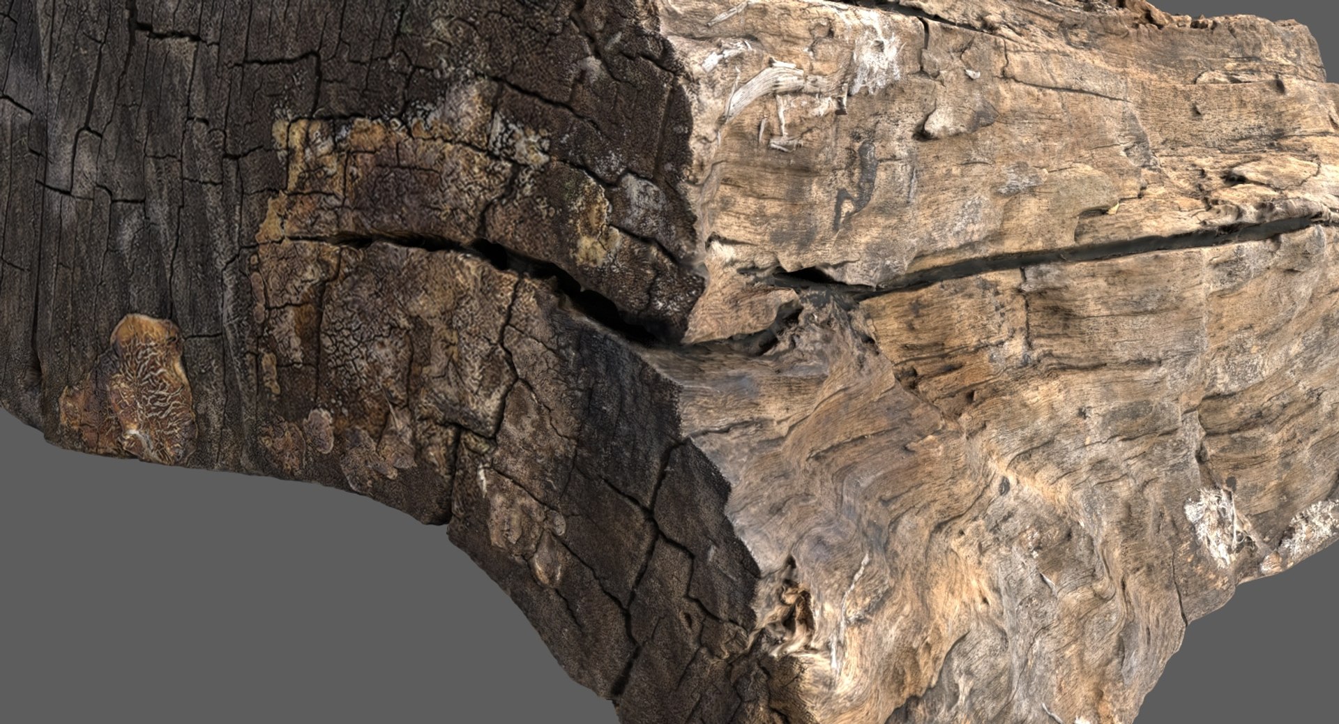 3D Tree Bark Scanned Model - TurboSquid 1419523