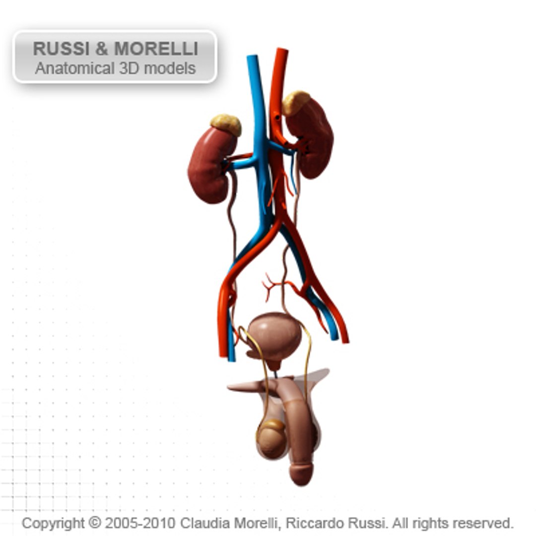 Uro Genital Organ 3d Model