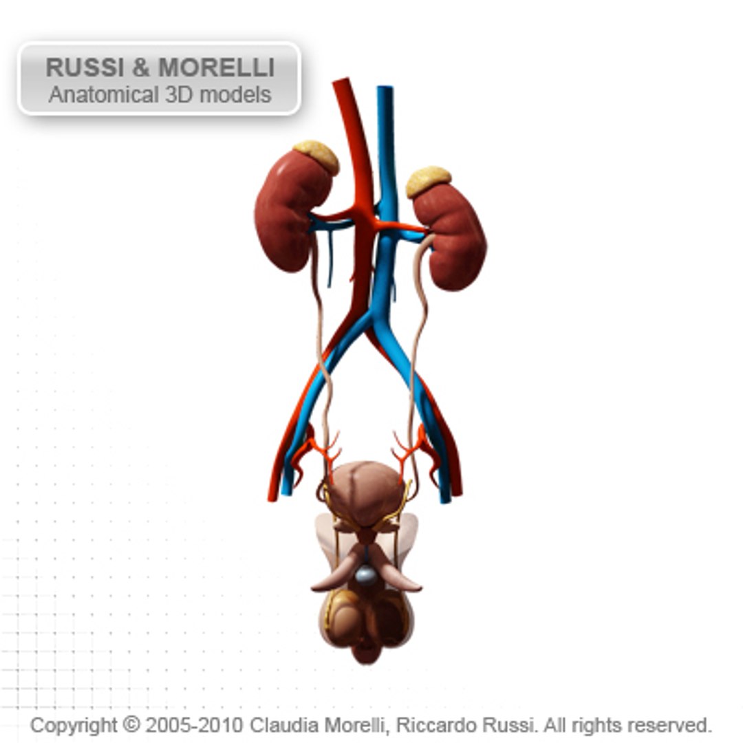 Uro Genital Organ 3d Model
