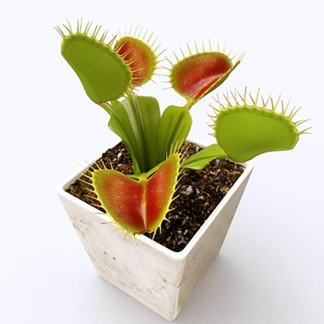 3ds Venus Flytrap Plant