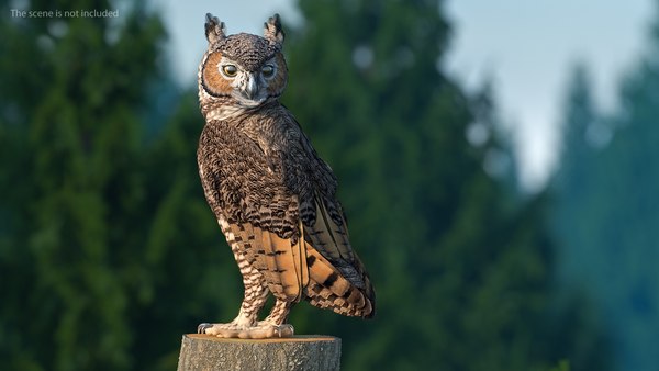 Great horned owl rigged 3D model - TurboSquid 1533728