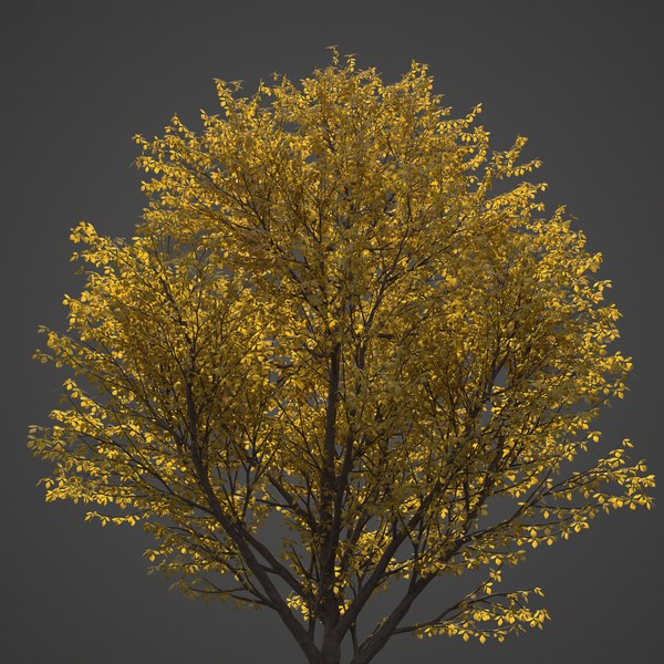 Free Blender Tree Models | TurboSquid