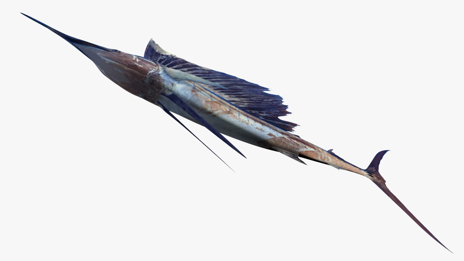 3D Model Sailfish Sail Fish - TurboSquid 1217193