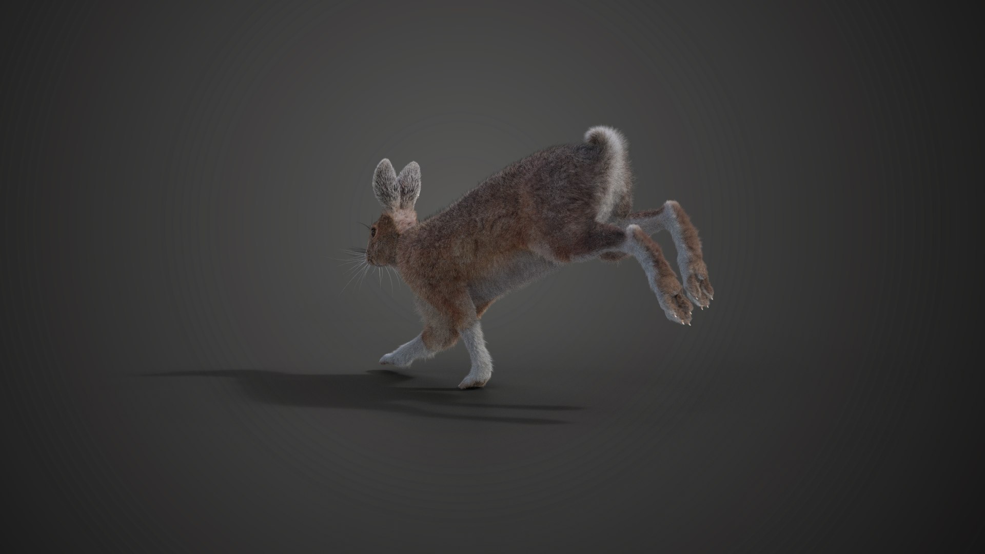 3D Snowshoe Rabbit Model - TurboSquid 1918239